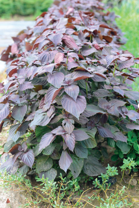 자소엽(Perillae Folium) : 네이버 블로그