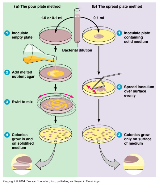 미생물 접종 - 주입평판법 (Pour plate method) : 네이버 블로그