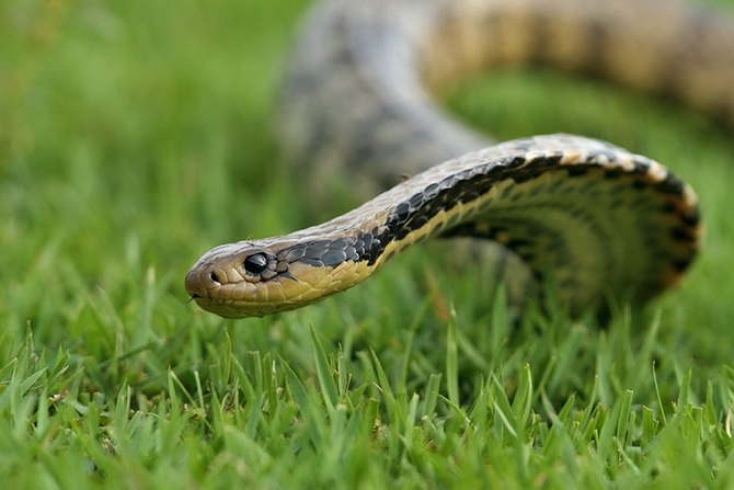 펄스워터코브라(False water cobra) : 네이버 블로그