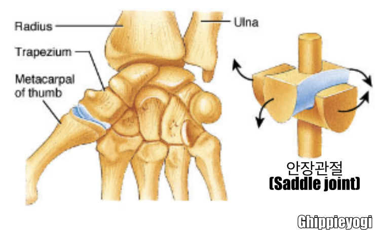 해부학3 윤활관절의 종류types Of Synovial Joints 네이버 블로그