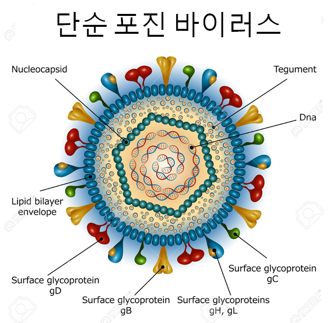 춘천안과 단순포진각막염 헤르페스각막염 네이버 블로그