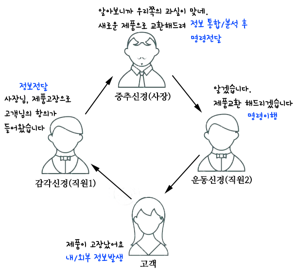 신경계 후려치기1 중추신경뇌 척수 대뇌 소뇌 간뇌 뇌간 연수 중뇌 네이버 블로그