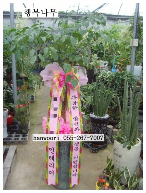 김해장유꽃배달 관동동장유면 관동리 개업선물 공기정화식물화분 장유꽃집꽃바구니화환서비스 네이버 블로그