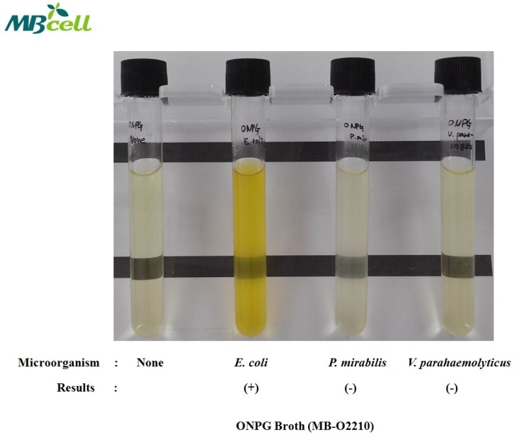 ONPG Broth를 이용한 생화학 테스트 : 네이버 블로그