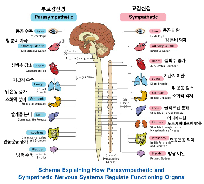 신경계 후려치기2 말초신경뇌신경척수신경체성신경자율신경운동신경감각신경교감신경부교감신경 네이버 블로그
