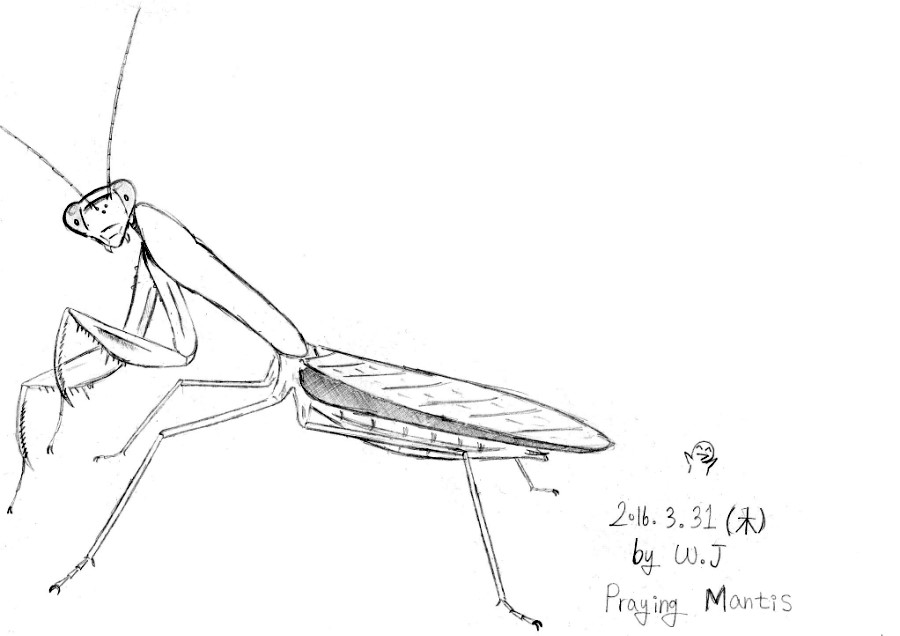 그림 / 왕사마귀 [ Tenodera sinensis (Saussure, 1871) ] : 네이버 블로그