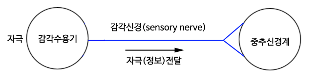 신경계 후려치기2 말초신경뇌신경척수신경체성신경자율신경운동신경감각신경교감신경부교감신경 네이버 블로그
