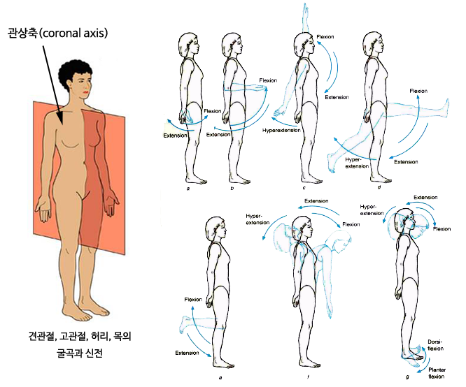 인체의 해부학적 자세 면과 축 방향에 대해서 알아보자시상면관상면수평면관상축시상축수직축근위부원위부 네이버 블로그