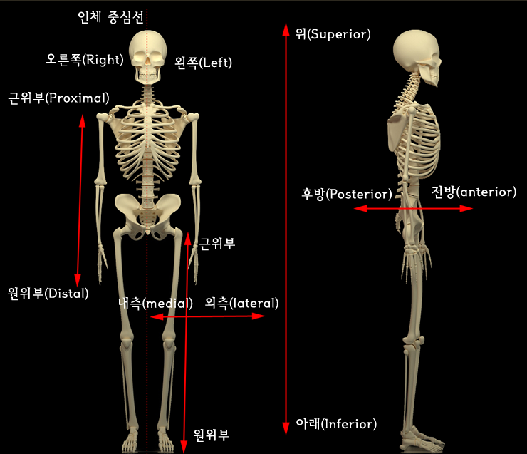 인체의 해부학적 자세 면과 축 방향에 대해서 알아보자시상면관상면수평면관상축시상축수직축근위부원위부 네이버 블로그