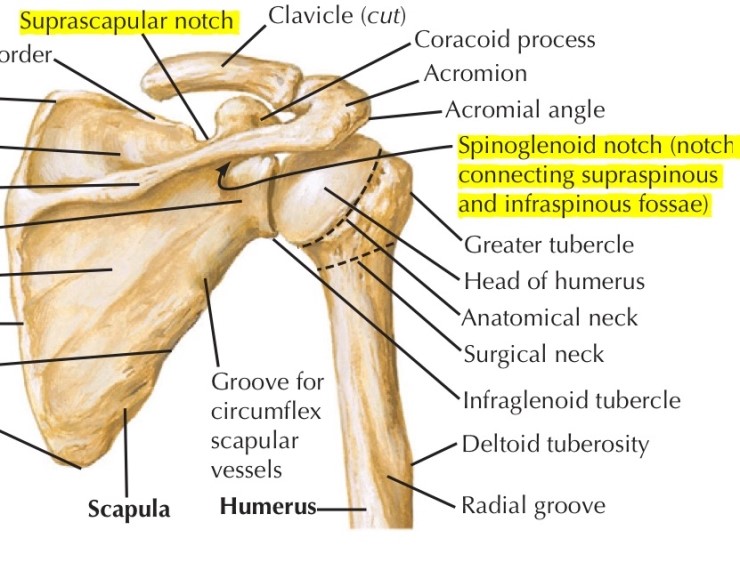 견갑상신경 포착(suprascapular nerve entrapment) : 네이버 블로그