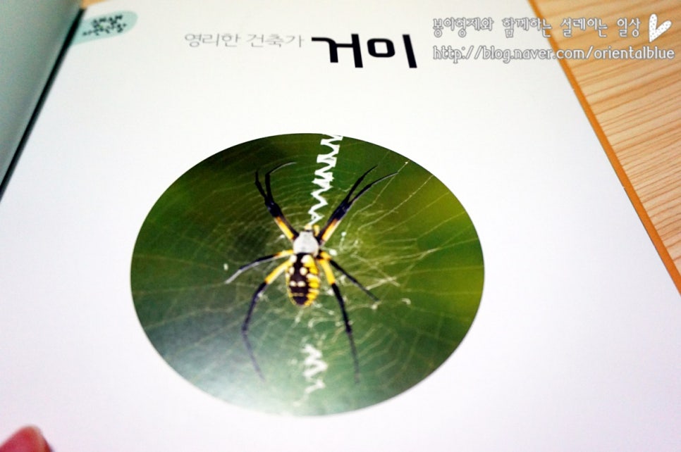 거미책 거미동요 거미가 줄을 타고 올라갑니다 네이버 블로그