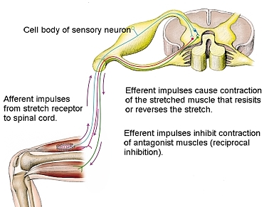 관절수용기, 신경근육방추, 신경근육방추의 기능, Neuromuscular Spindle, 신경힘줄방추의 기능, Golgi ...