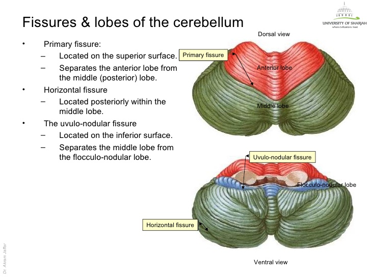 소뇌와 그 연결경로. 소뇌의 겉모습, 구조, purkinje cell layer, grannular layer, 소뇌겉질의 기능 ...