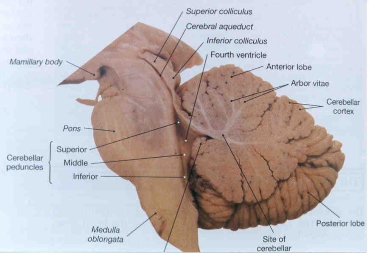 소뇌와 그 연결경로. 소뇌의 겉모습, 구조, purkinje cell layer, grannular layer, 소뇌겉질의 기능 ...
