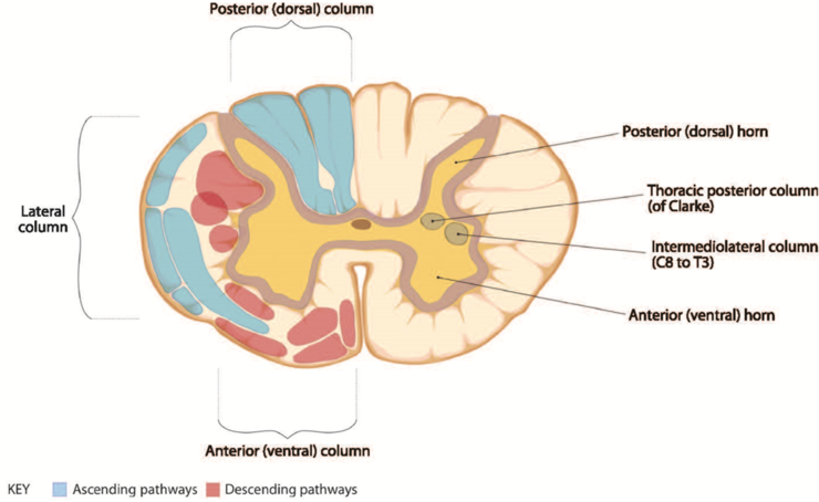 척수의 구조, anterior gray column, phrenic nucleus, nucleus of accessory ...