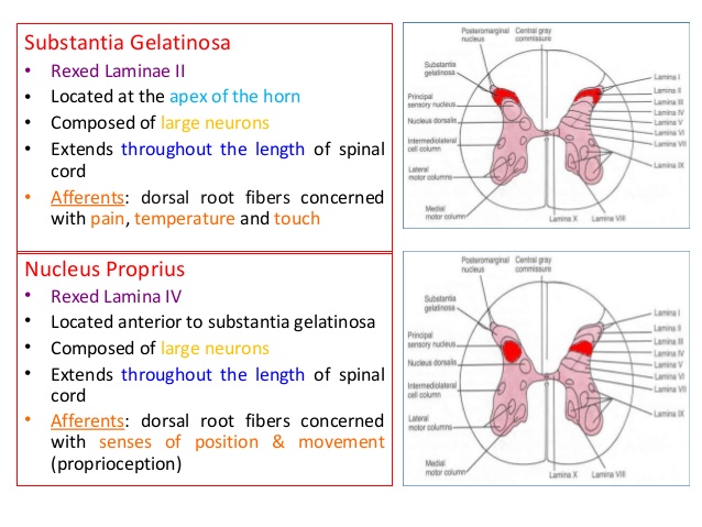 척수의 구조, anterior gray column, phrenic nucleus, nucleus of accessory ...