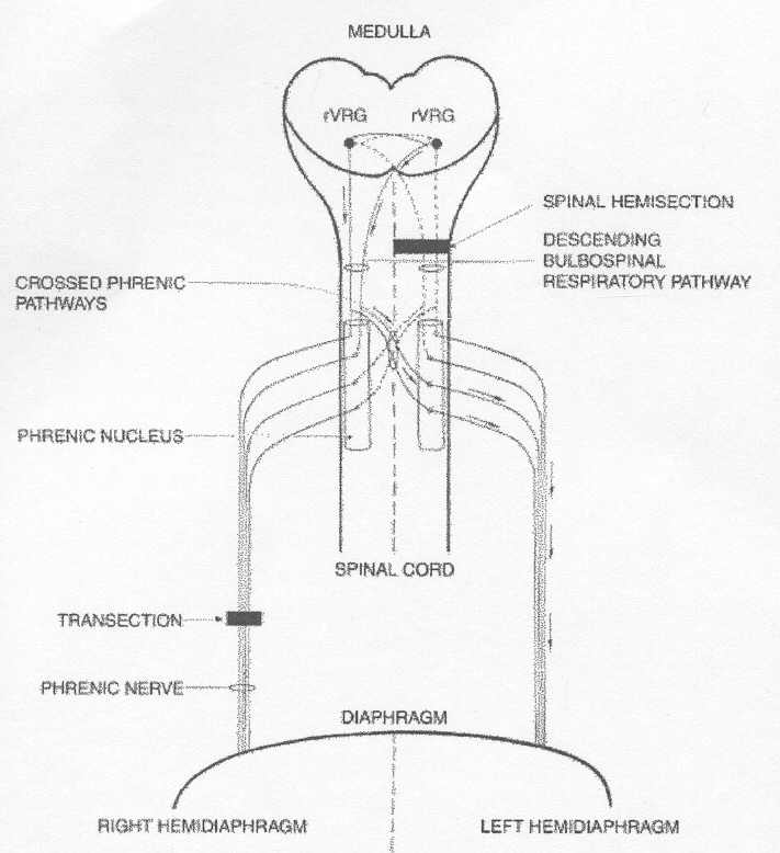 척수의 구조, anterior gray column, phrenic nucleus, nucleus of accessory ...