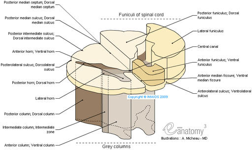 척수의 구조, anterior gray column, phrenic nucleus, nucleus of accessory ...
