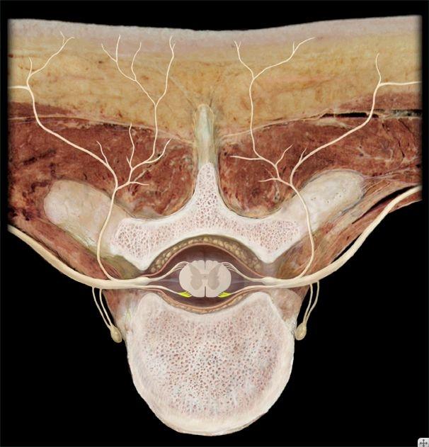 척주, vertebral column, 고리뿌리(pedicle), 고리판 (lamina) 척수의 겉모습, 척추사이원반 ...