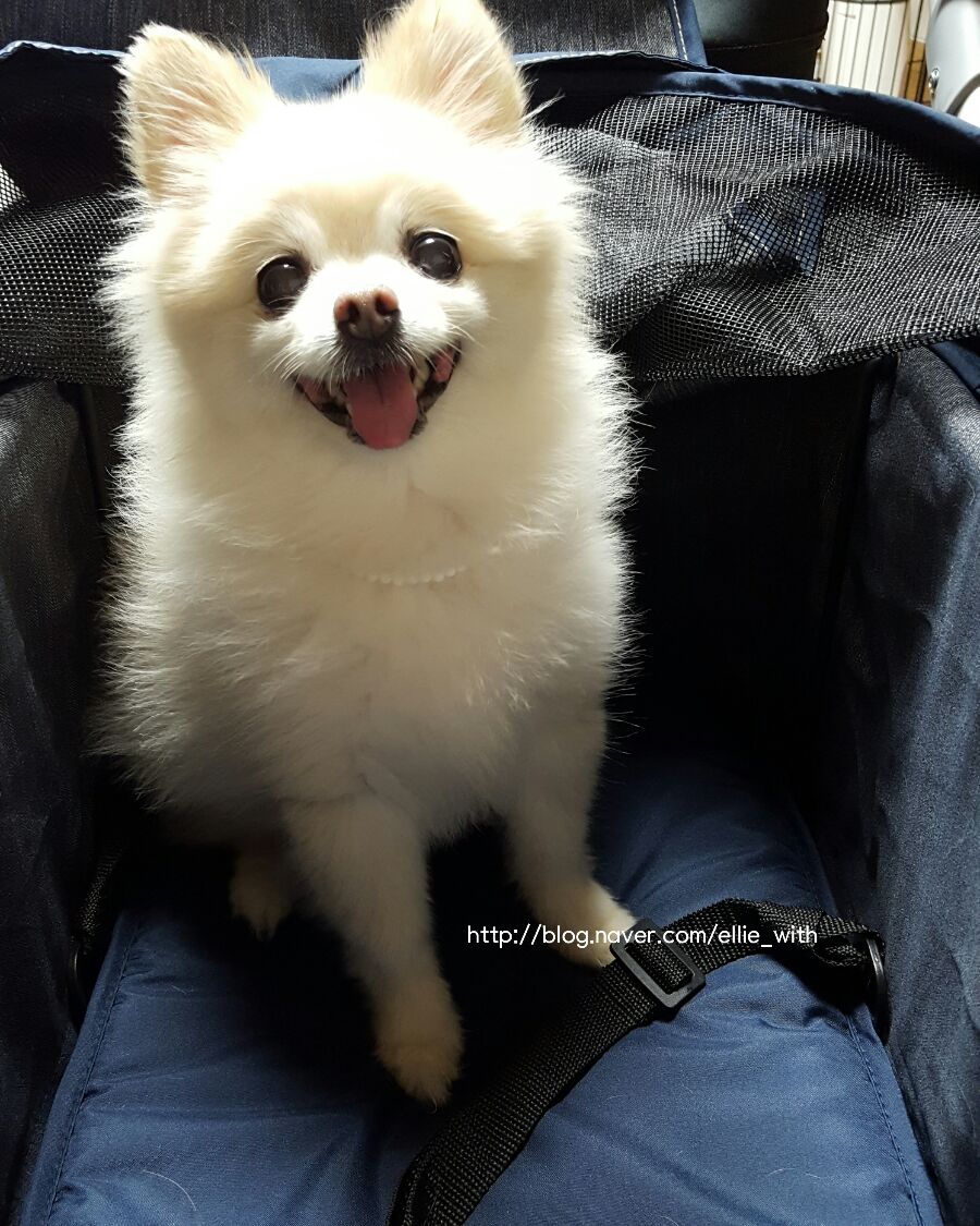 Savely 이비야야 클레오 개모차 샀어요 : 네이버 블로그