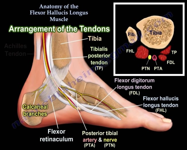장무지굴근건 건초염(Flexor hallucis longus tenosynovitis) : 무지를 배굴하면 발목의 뒤쪽이 아프고 ...