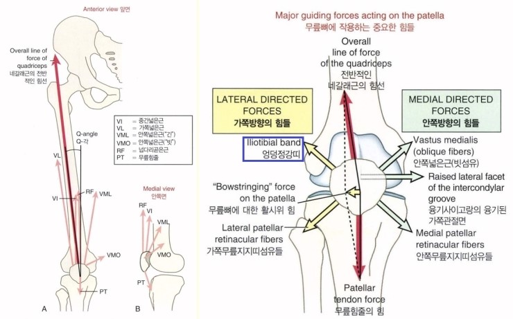 슬개골 외측 활주 증후군/무릎뼈 가쪽 활주 증후군(patellar lateral glide syndrome) : 네이버 블로그