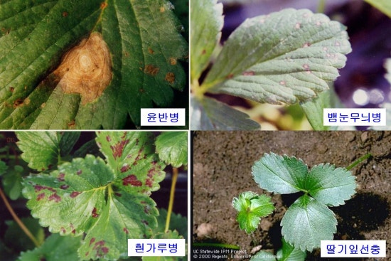 딸기 병해충 방제탄저병 시들음병 응애 작은뿌리파리 역병 흰가루병 잿빛곰팡이병 꽃곰팡이병 3 1 네이버 블로그