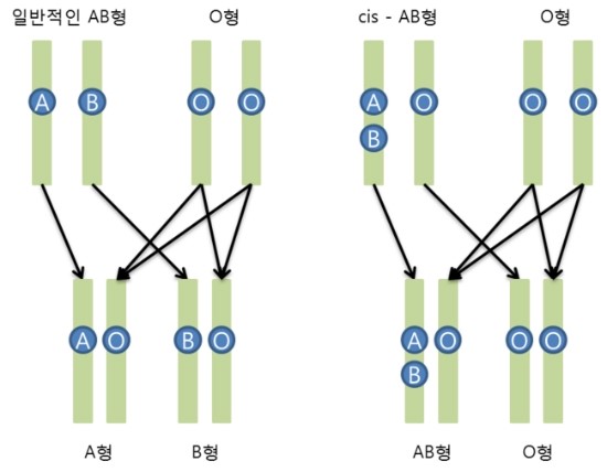 cis-AB형 : 네이버 블로그
