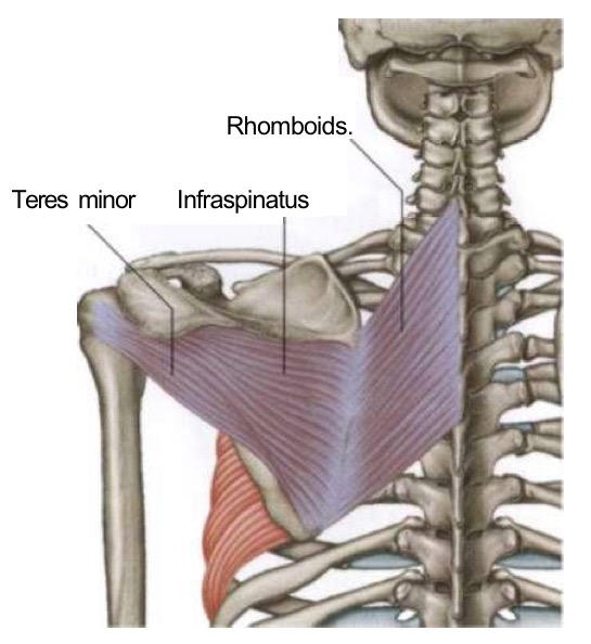 [근막경선해부학] 상지선(the arm lines) 3 - 심부후방상지선(the deep back arm line) : 네이버 블로그