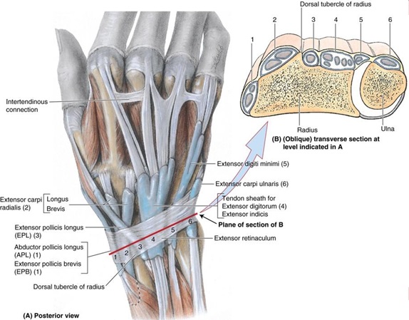 손목, 손의 건초(tendon sheath)와 건(tendon) : 네이버 블로그