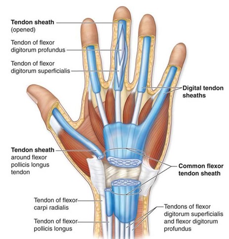 손목, 손의 건초(tendon sheath)와 건(tendon) : 네이버 블로그