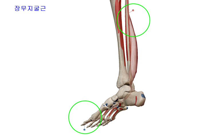 하퇴의 심부근육4. 장무지굴근 The flexor hallucis longus : 네이버 블로그