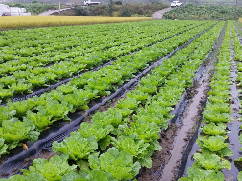 가을 김장 배추 키우기 배추 무름병 뿌리혹병 증상 및 방제 네이버 블로그