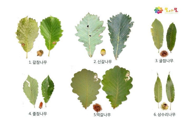 도토리 6형제 굴참나무 상수리나무 갈참나무 졸참나무 신갈나무 떡갈나무 네이버 블로그