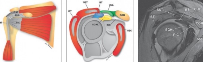 Rotator interval : 네이버 블로그