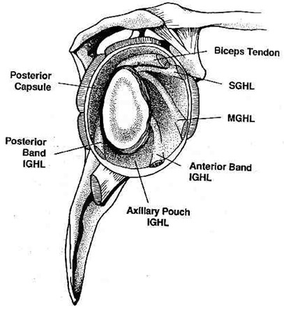 Shoulder joint capsule의 anatomy : 네이버 블로그