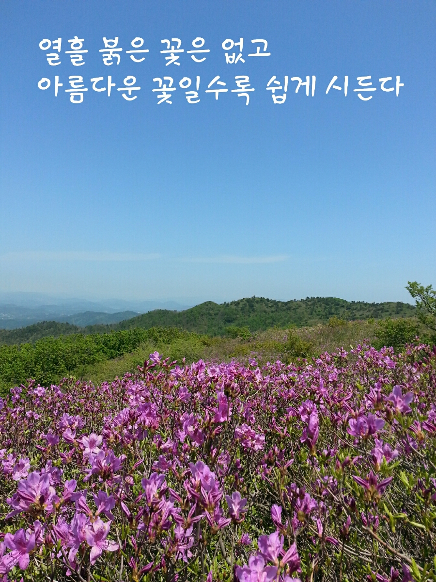 화무는 십일홍이요 : 네이버 블로그