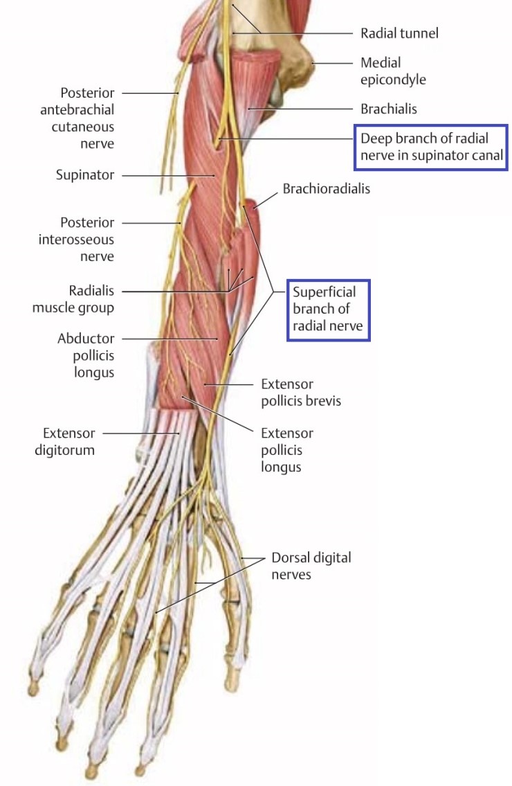 요골신경(radial nerve)의 주행경로 : 네이버 블로그