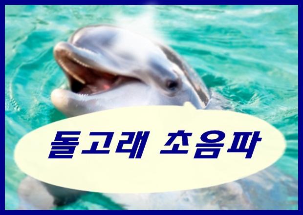 돌고래종류와 특징을 알아보아요. : 네이버 블로그