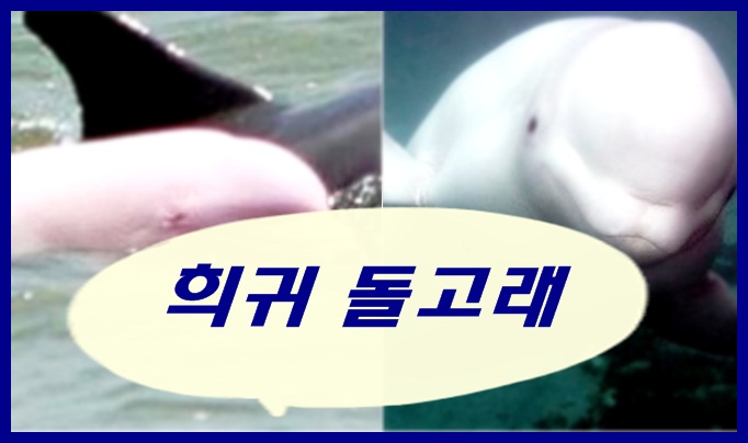 돌고래종류와 특징을 알아보아요. : 네이버 블로그