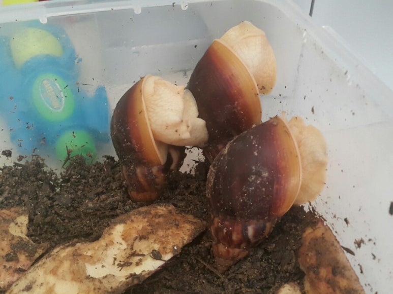 아프리카왕달팽이 키우기~ 네이버 블로그