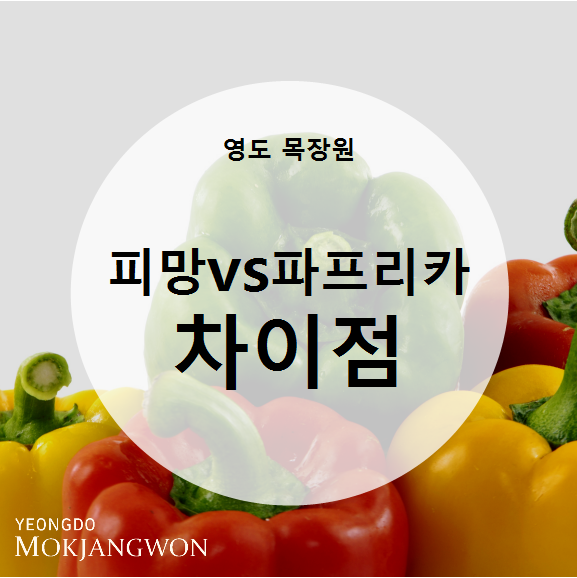 영도목장원피망과파프리카 차이점 알고계셨나요 네이버 블로그