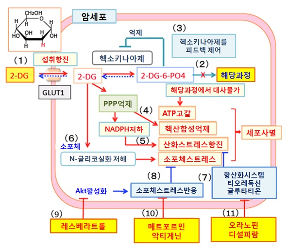 산화 스트레스와 소포체 스트레스를 높이면 암세포는 자멸한다 네이버 블로그