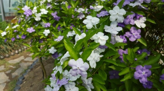 브룬펠시아자스민(brunfelsia) : 네이버 블로그