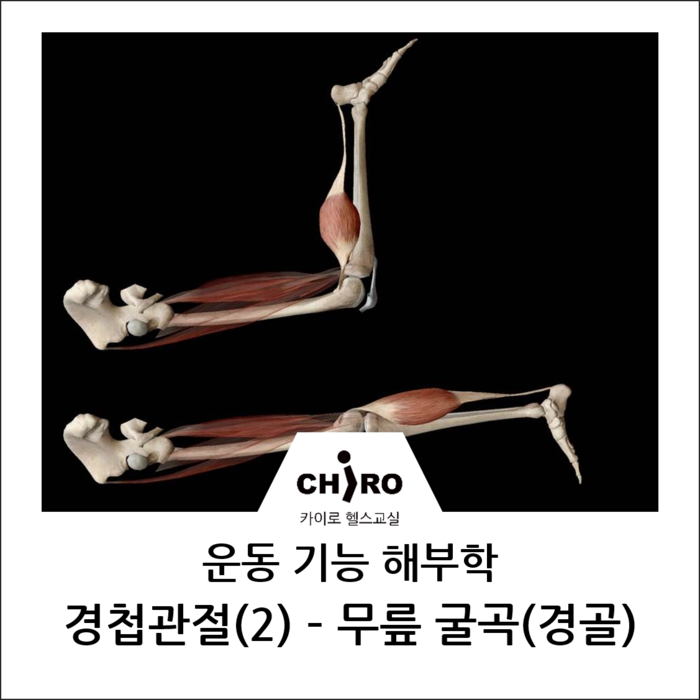 영등포pt 카이로 헬스교실의 운동 기능 해부학 경첩 관절 알아보기2 무릎 관절의 굴곡경골 네이버 블로그