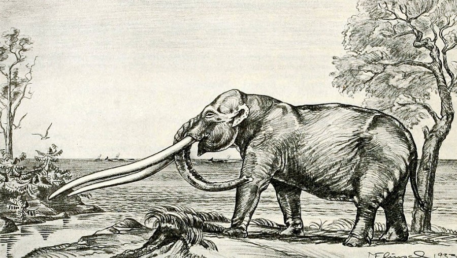 아난쿠스(Anancus) : 네이버 블로그