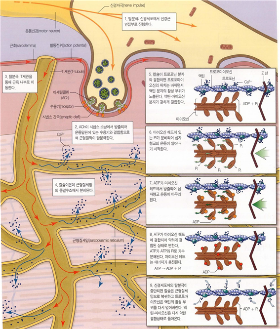 한국인재교육원 운동 생리학 근세사 활주설 네이버 블로그
