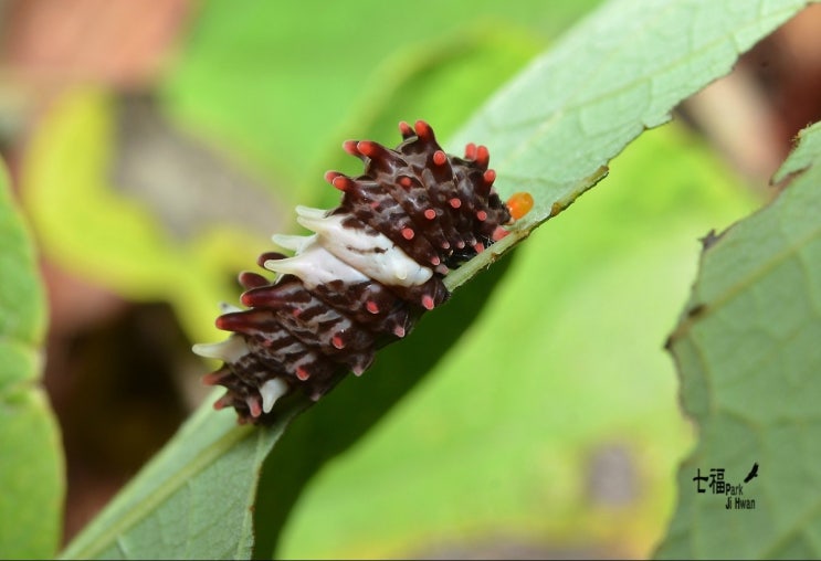 사향제비나비 Atrophaneura alcinous (유충, 애벌레, 번데기) : 네이버 블로그