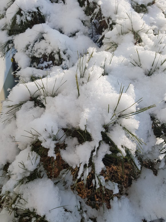 고향 / 김승기 : 네이버 블로그