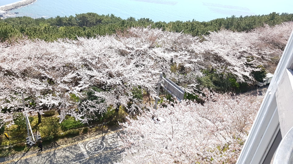 해운대 달맞이길 / 벗꽃놀이 / 부산벗꽃여행 : 네이버 블로그